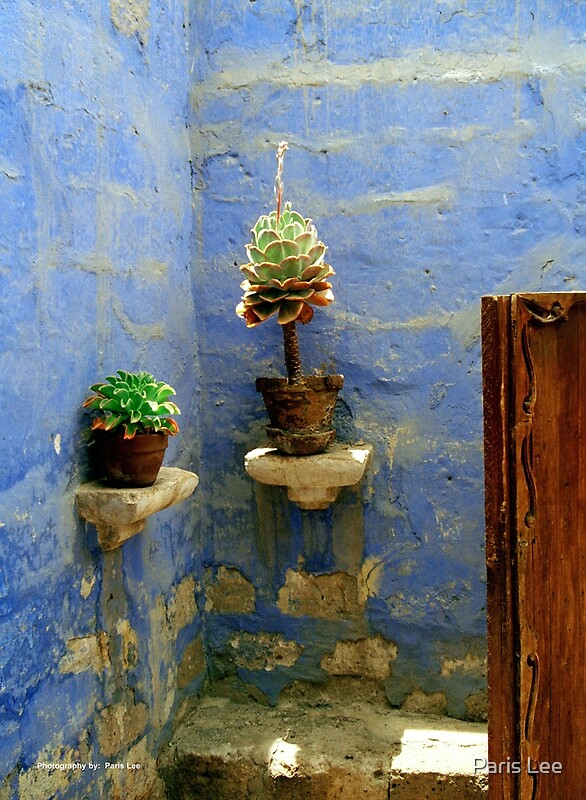 "Pot Plants, Arequipa, Peru" by Paris Lee | Redbubble