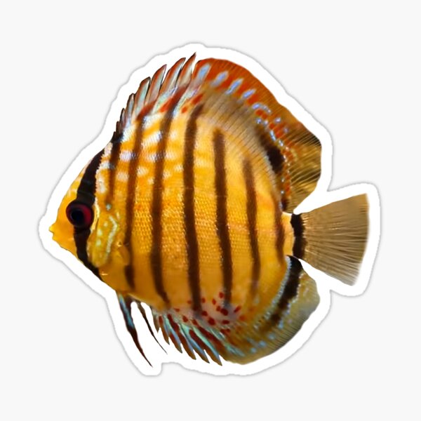 "WILD DISCUS FISH " Sticker by Danicus666 | Redbubble