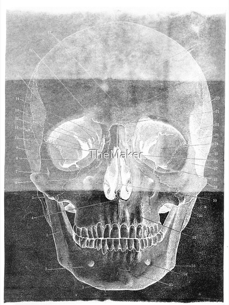 "Tri-tone skull" Poster for Sale by TheMaker | Redbubble