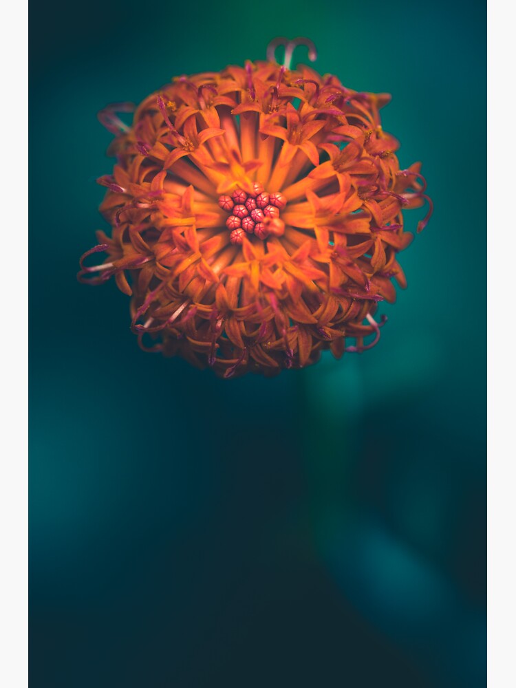"Kleinia Fulgens at dusk." Sticker for Sale by alanshapiro | Redbubble