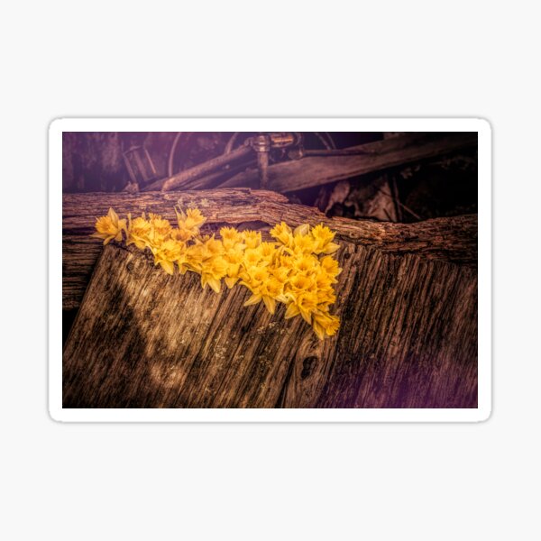 "Decorating A Shed" Sticker for Sale by butterbean57 | Redbubble