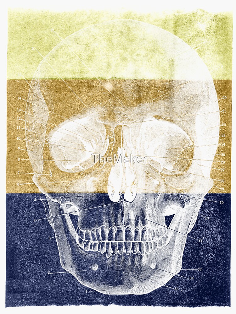 "Tri-tone skull color" Sticker for Sale by TheMaker | Redbubble