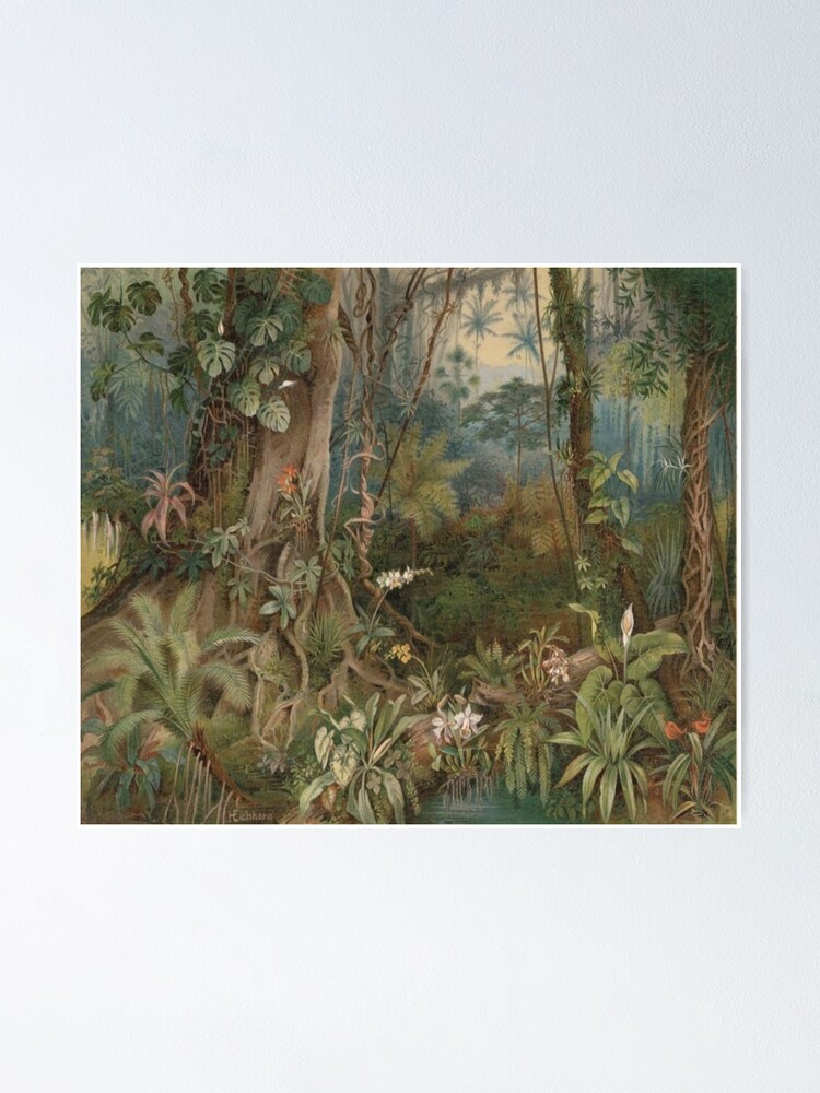 "Plants Of The Rainforest" Poster for Sale by nitty73 | Redbubble