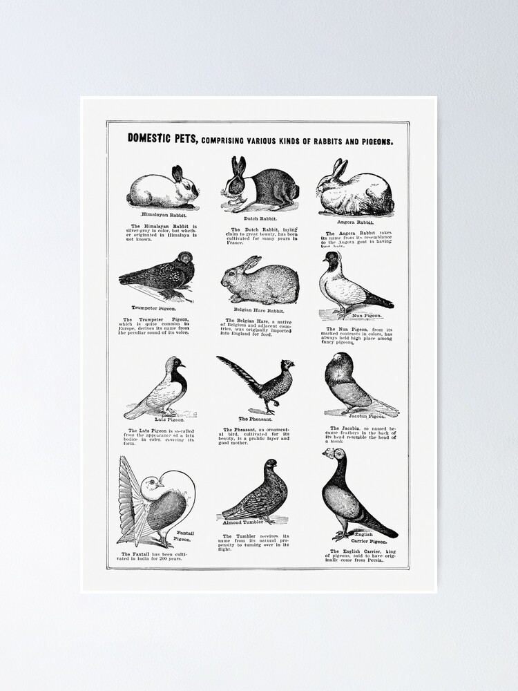 "Domestic pet poster, rabbits and pigeons" Poster for Sale by ...
