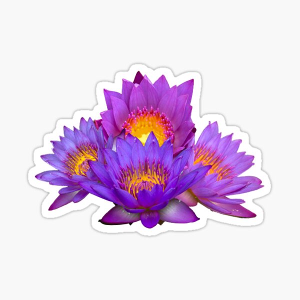 "Water Lily" Sticker by likbatonboot | Redbubble