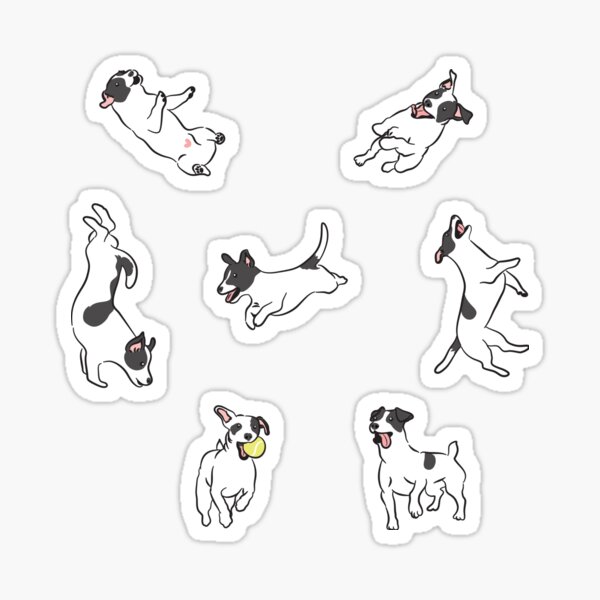 "Playing Black and White Jack Russell Terrier - Gray Background ...