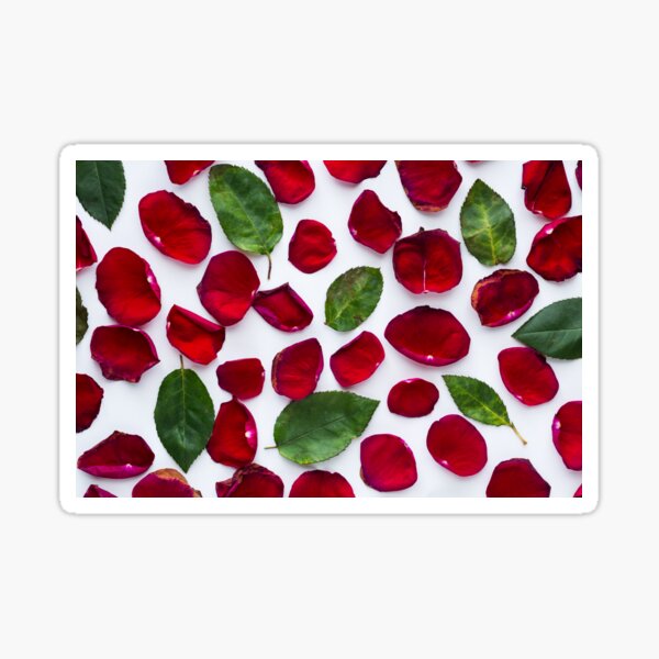 "Wilted red rose petals and leaves on a white background" Sticker for ...