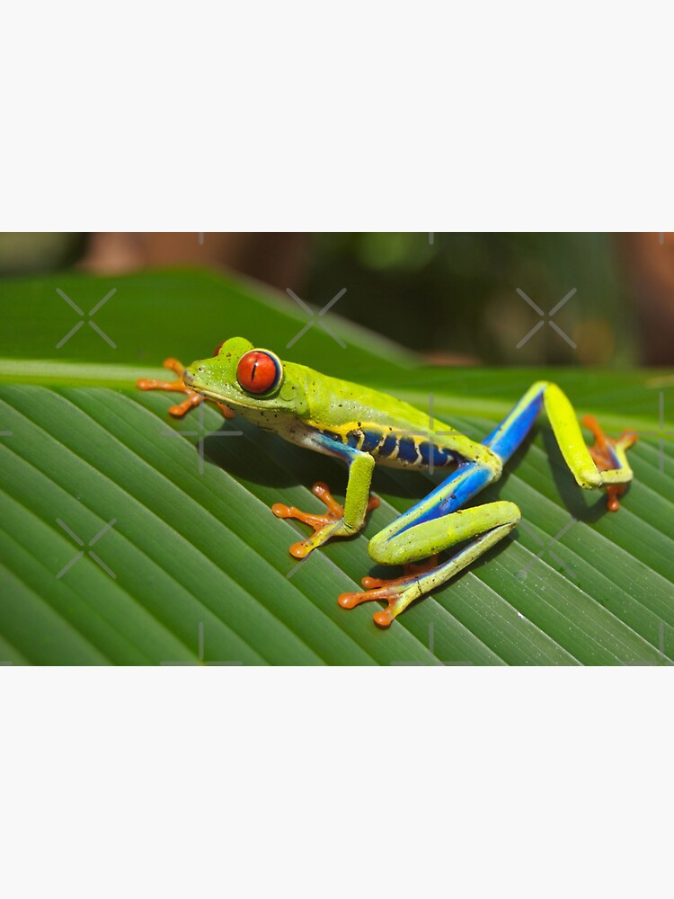 "Colourful Amazon Frog" Sticker by sjphotocomau | Redbubble