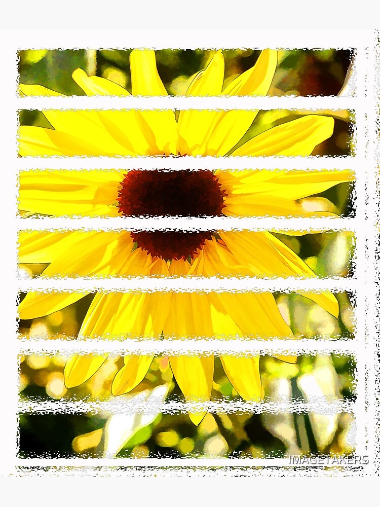 "Sunflower Day" Poster for Sale by IMAGETAKERS | Redbubble
