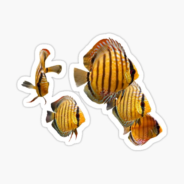 "WILD DISCUS FISH - AMAZON" Sticker by Danicus666 | Redbubble