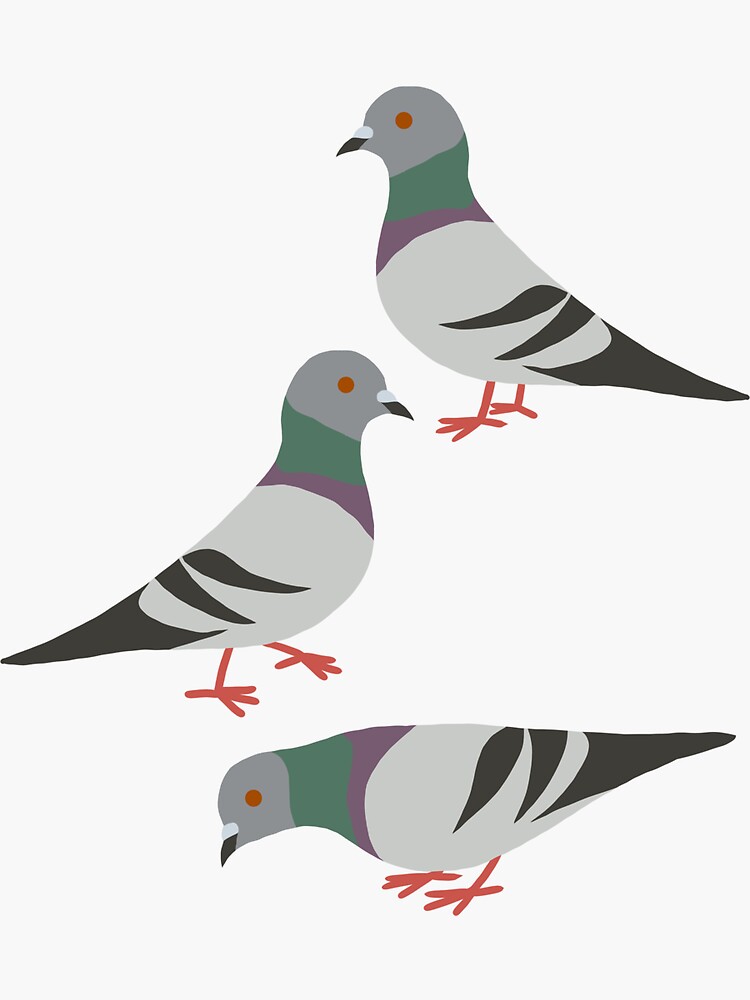 "Funny Birds Pigeon" Sticker by alwe-designs | Redbubble