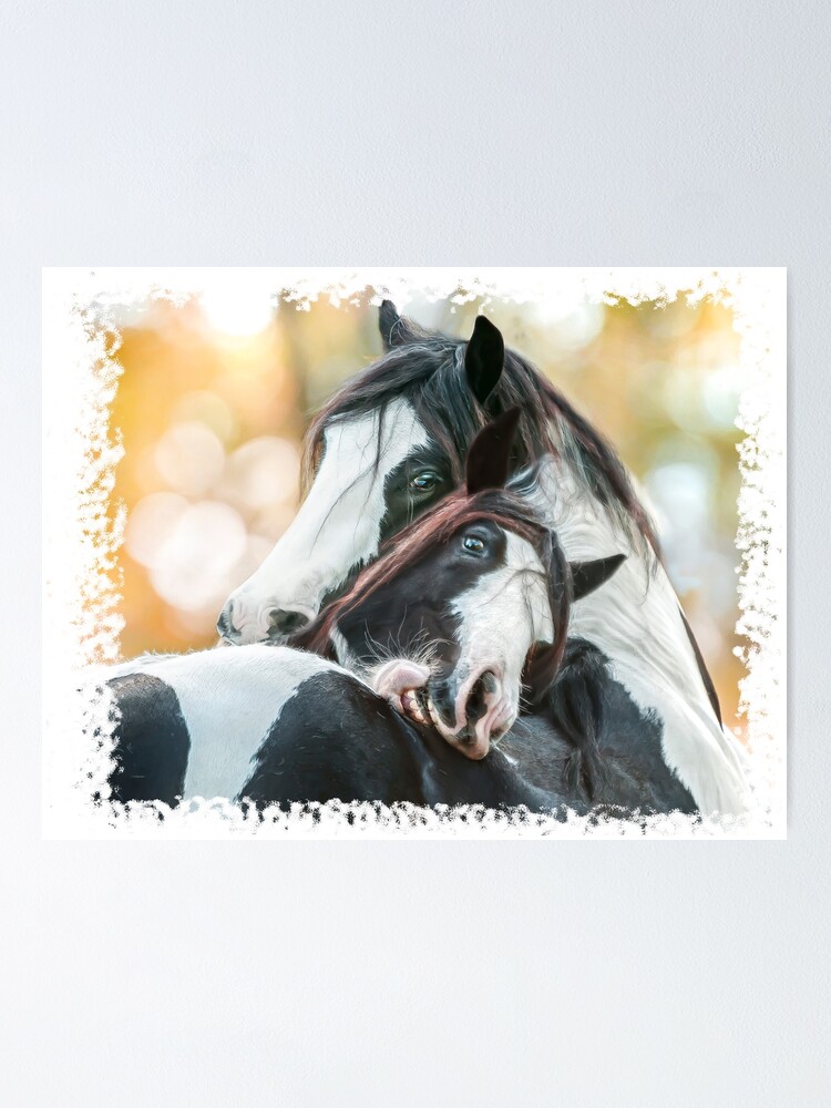 "Best buddies Gypsy Vanner Horse mares" Poster for Sale by MarkJBarrett ...
