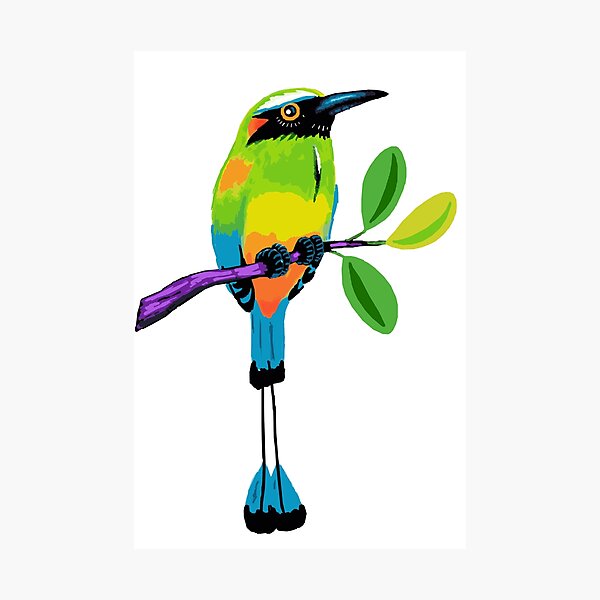 "The beautiful Torogoz bird 1" Photographic Print for Sale by ...