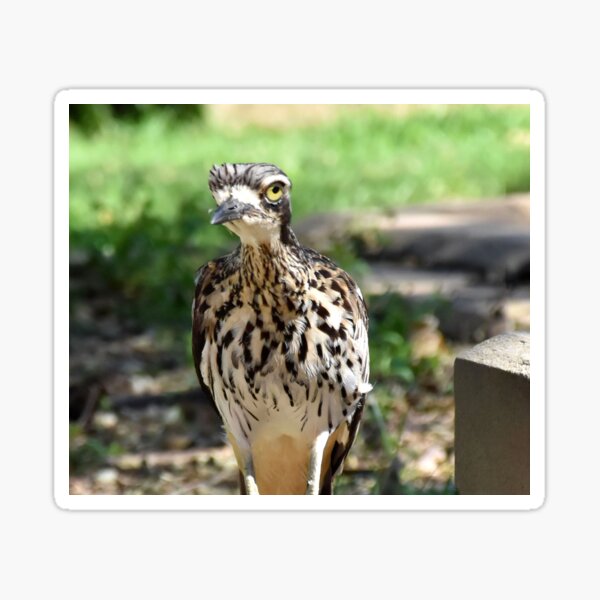 "Bush Stone-curlew Mood" Sticker for Sale by Digitaldingo | Redbubble