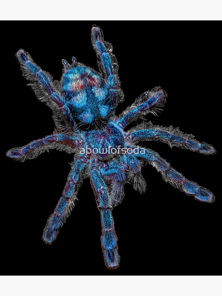"Blue Tarantula Spider Antilles pinktoe Caribena Versicolor" Art Print ...