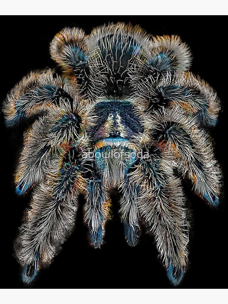 "Curly Hair Wooly Tarantula Spider" Poster for Sale by abowlofsoda ...