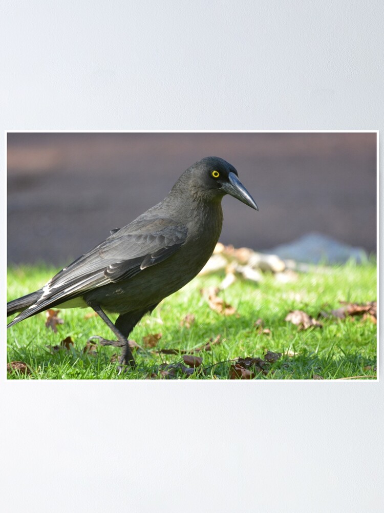 "Grey Currawong" Poster for Sale by cn-pics | Redbubble