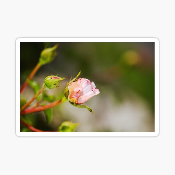 "Fresh Scent Of Rose Buds" Sticker by bubbleblue | Redbubble
