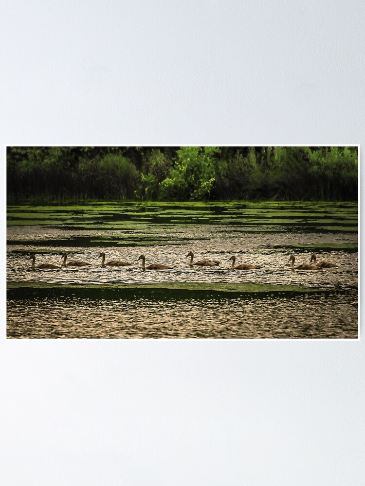 "Line Astern" Poster by tyke29 | Redbubble