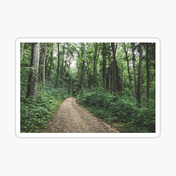"Path through the green forest" Sticker by StohlerPhotos | Redbubble
