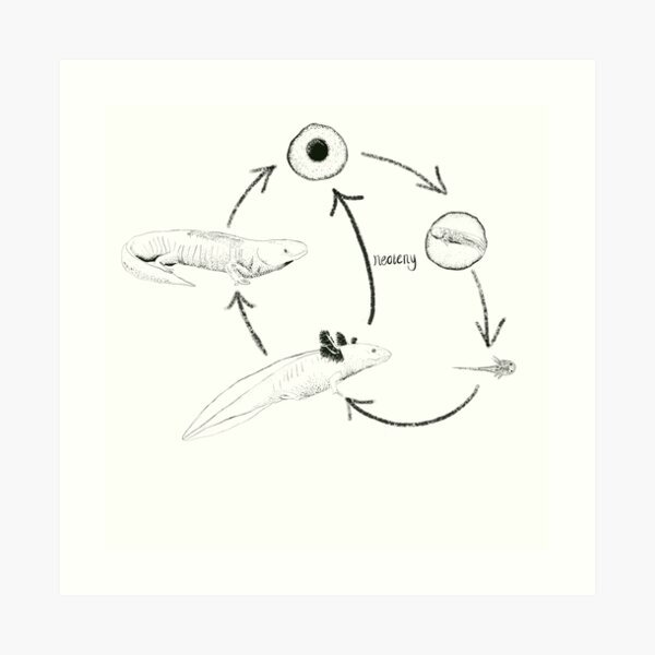 "Axolotl Metamorphosis - Neoteny Diagram" Art Print for Sale by ...