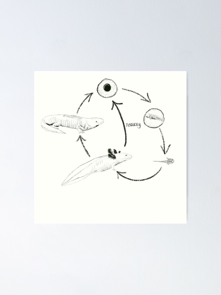 "Axolotl Metamorphosis - Neoteny Diagram" Poster for Sale by ...