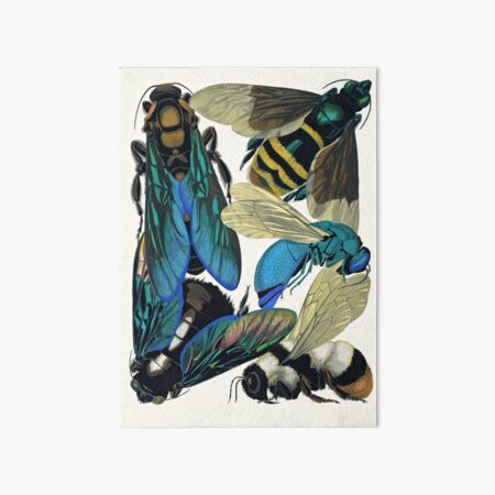 "Colorful Bees and Other Pollinators by E. A. Seguy" Art Board Print by ...