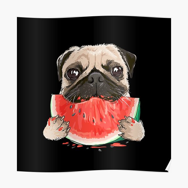 "Pet Dog Pug Eating Watermelon " Poster by Thavi | Redbubble