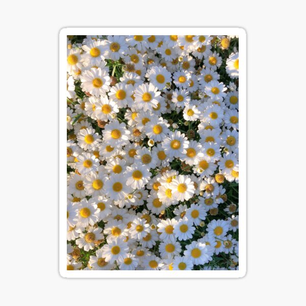 "Daisies" Sticker by effy7 | Redbubble