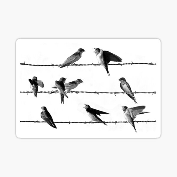 "Barn Swallows on Barbed Wire Black and White" Sticker by RandallNyhof ...
