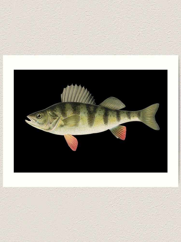 "Perch" Art Print for Sale by CentralGallery | Redbubble