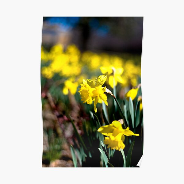 Daffodil Day Posters | Redbubble