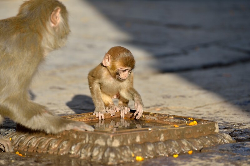 "Little Monkey Discovers the Wolrd" by Kasia Nowak | Redbubble