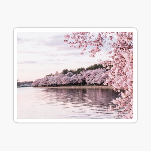 "Sakuras in Japan" Sticker by effy7 | Redbubble