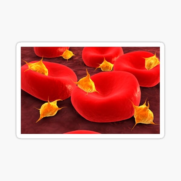 "Conceptual image of platelets with red blood cells." Sticker by ...