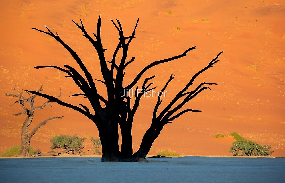 "Camel Thorn Trees" by Jill Fisher | Redbubble