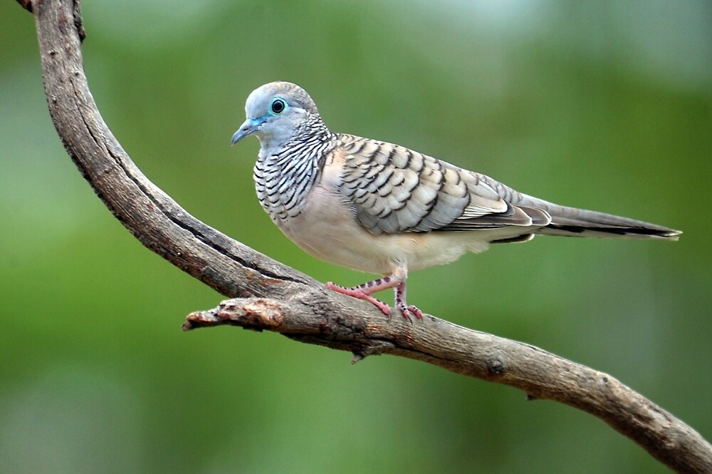 "Peaceful Dove. Cedar Creek, Queensland, Australia." by Ralph de Zilva ...