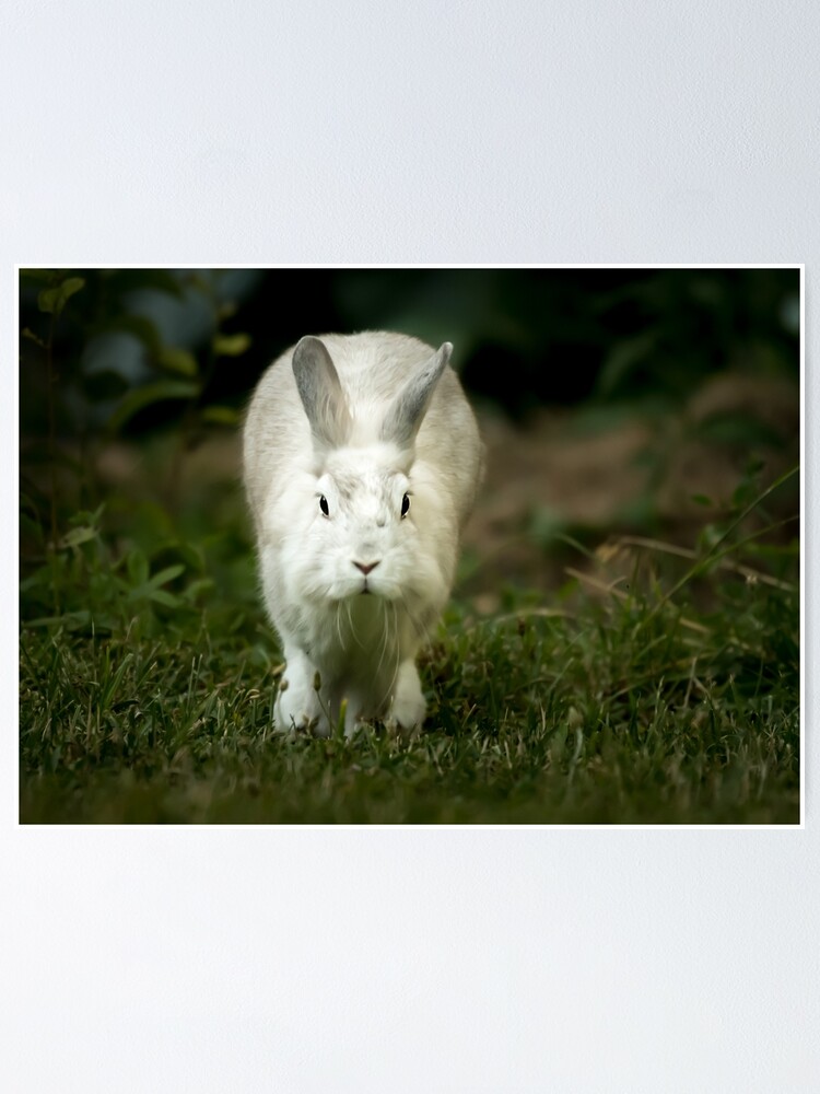 "A white rabbit running in the garden" Poster for Sale by coboflupi ...