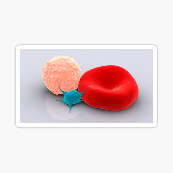 "Conceptual image of platelet, red blood cell and white blood cell ...
