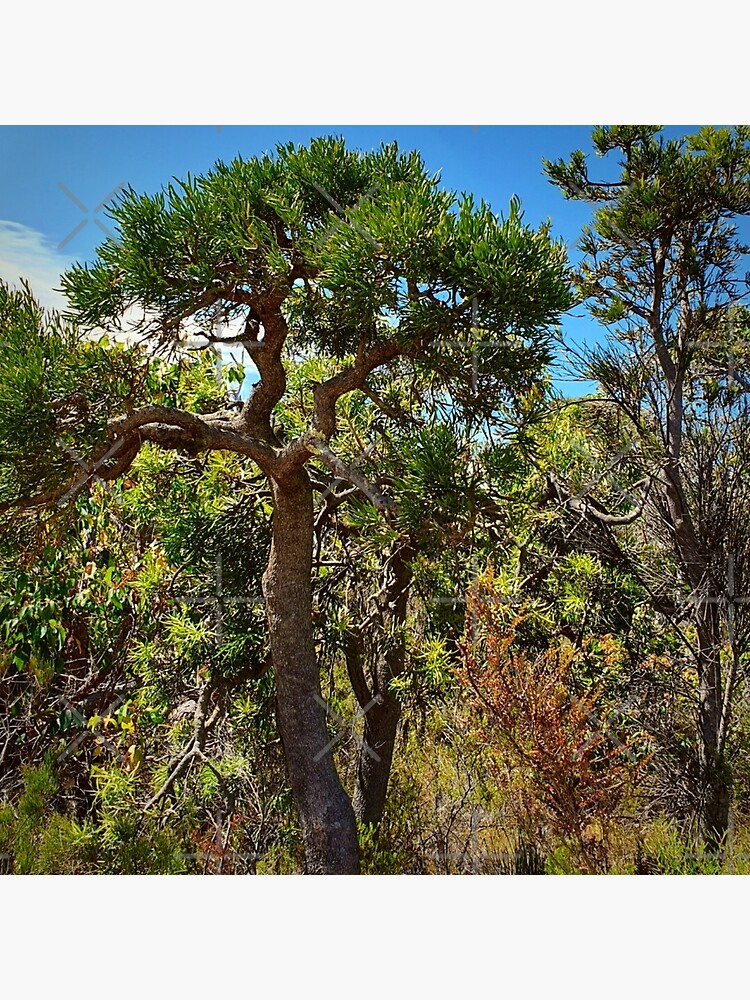 "Native Bush Designs - Australian Bush Collection Flora designs" Poster ...