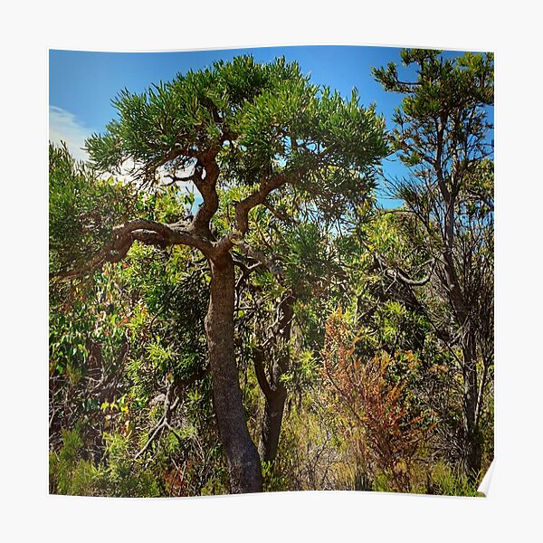 "Native Bush Designs - Australian Bush Collection Flora designs" Poster ...
