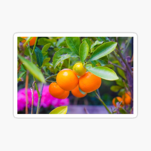 "Decorative Mandarin Tree" Sticker by Inesite | Redbubble