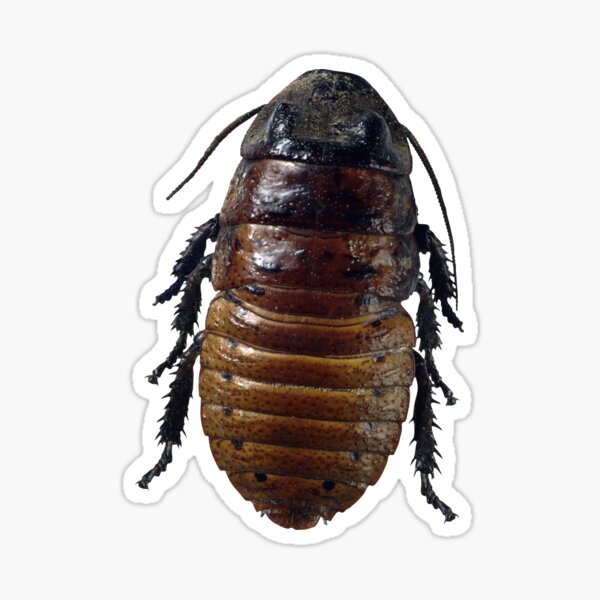 "cockroach" Sticker by JettH | Redbubble