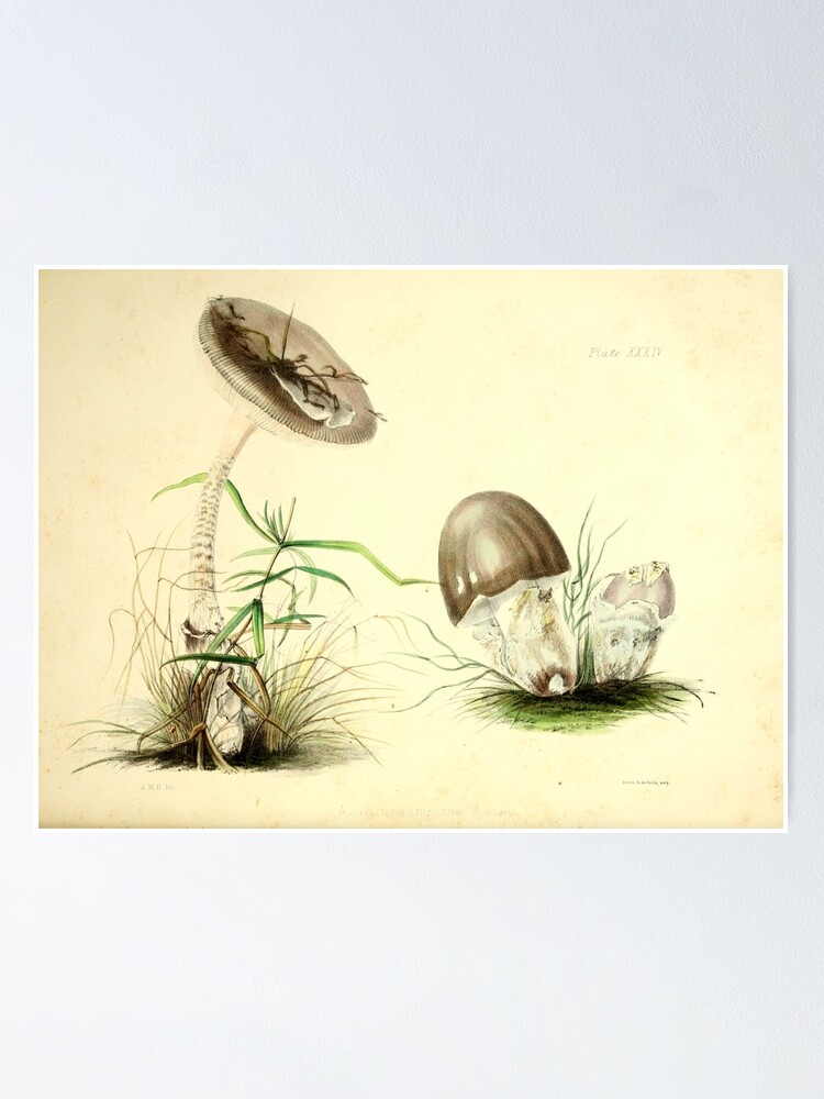 "Agaricus vaginatus - British mycology, Mushrooms" Poster for Sale by ...