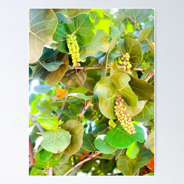 Poster for Sale avec l'œuvre « Plante tropicale – buisson de raisin de mer » de l'artiste ...