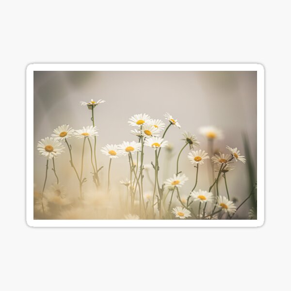 "Daisies" Sticker for Sale by effy7 | Redbubble