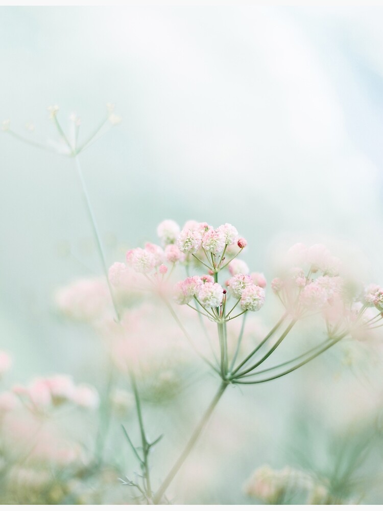 "beautiful flowers" Poster for Sale by effy7 | Redbubble