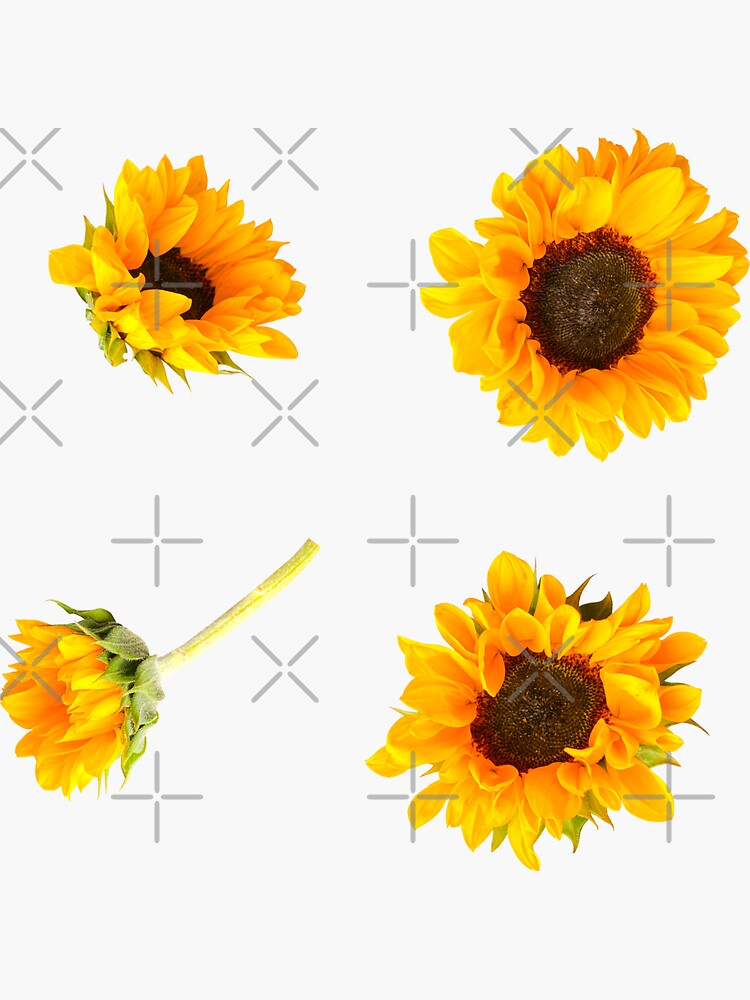 "Summer sunflower preppy sticker pack" Sticker by GabriellaParadi ...