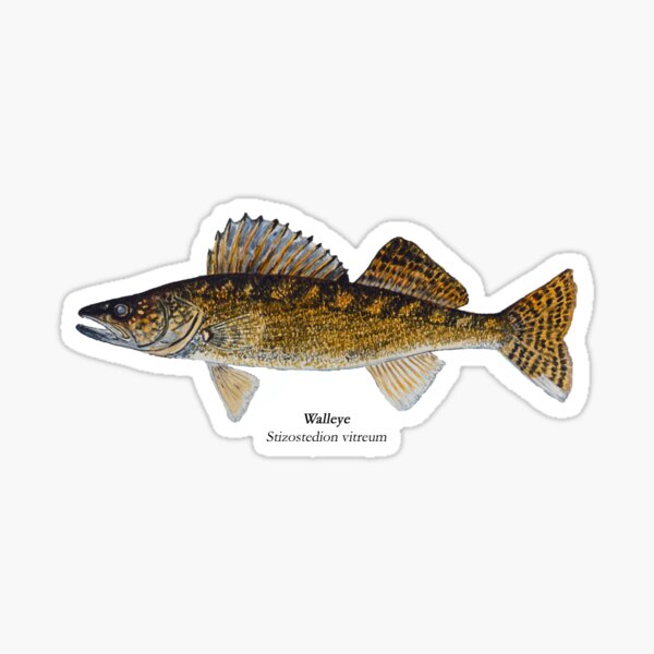 "Walleye" Sticker for Sale by Stephen Emms | Redbubble
