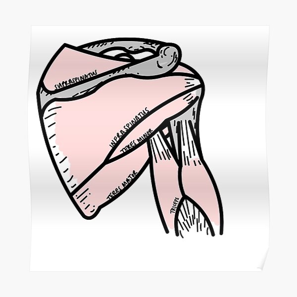 "Rotator Cuff" Poster for Sale by OTaygurl | Redbubble